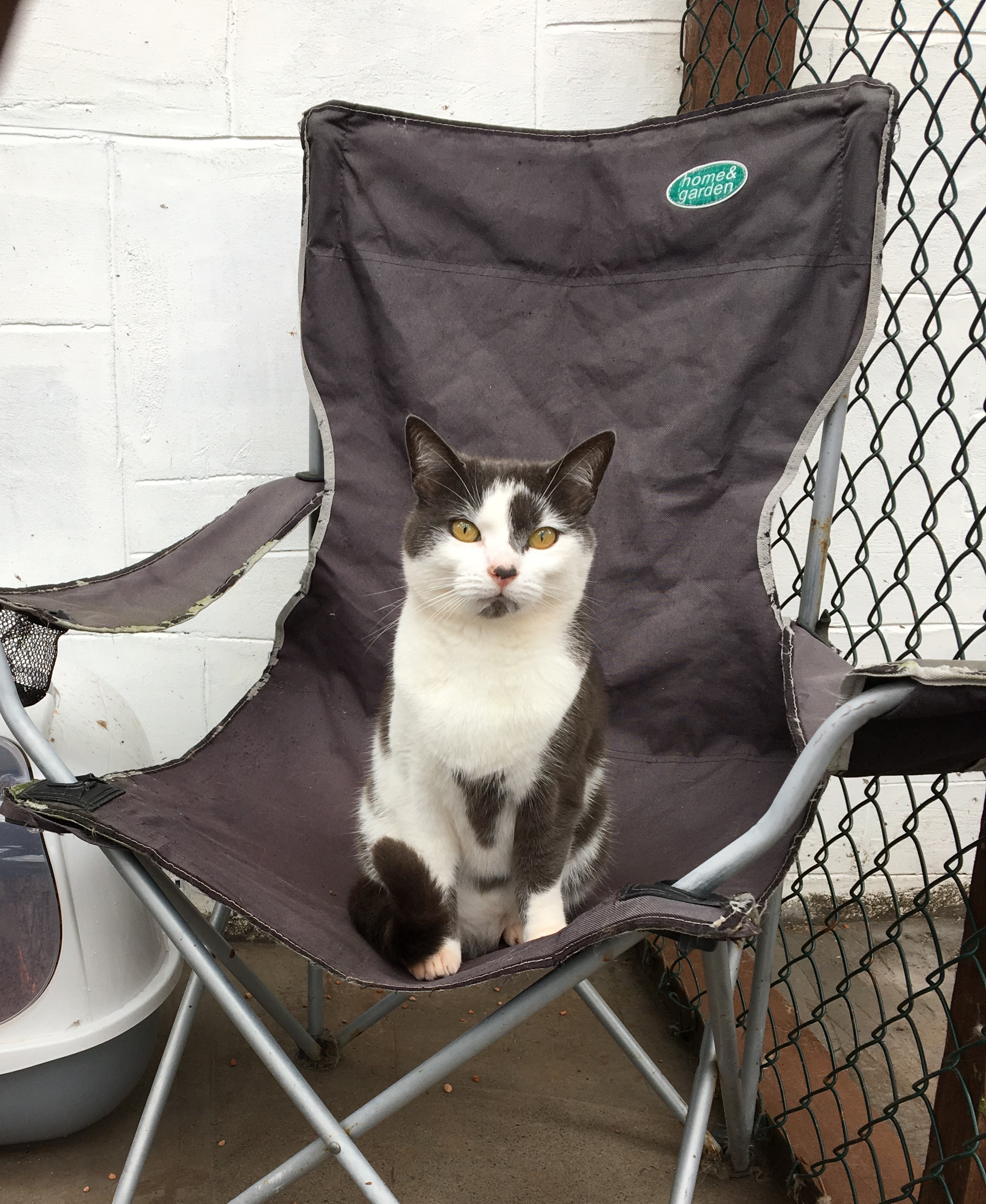 Home - CuddleCosy Cattery